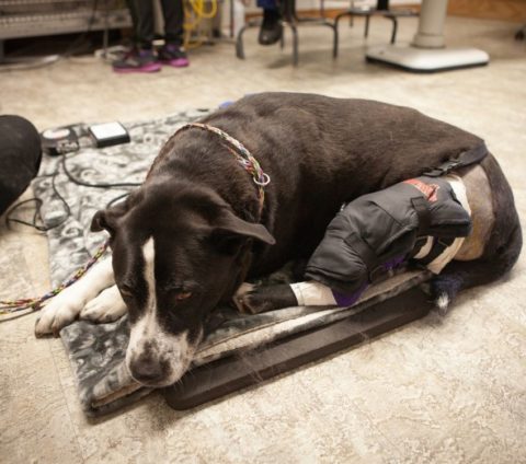 Pet TPLO Surgery Homer Glen, IL | Colonial Manor Animal Hospital